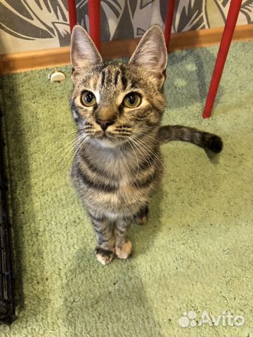 Кошка Марго 6 мес