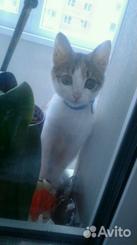 Котенок