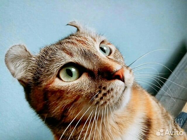 Американский кёрл