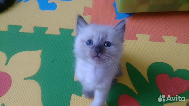 Очаровательные тайские котята