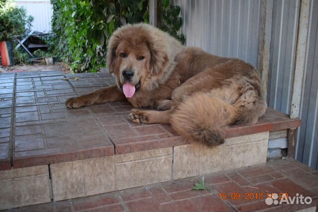 Тибетский мастиф шоу-класса для души и охраны