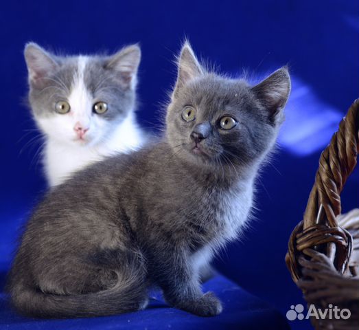 Котята на любой вкус (2 мес) бесплатно с доставкой