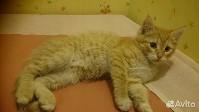 Рыжий котёнок мальчик в дар 1,5 мес