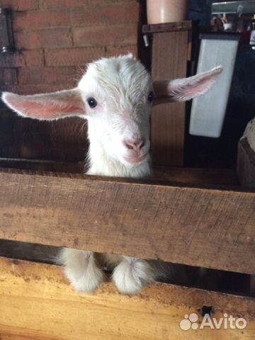 Коза зааненская