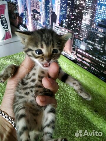 Прекрасные малыши бенгальчики