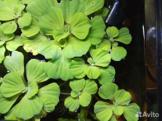 Пистия махровая (Рафлс), Риччия