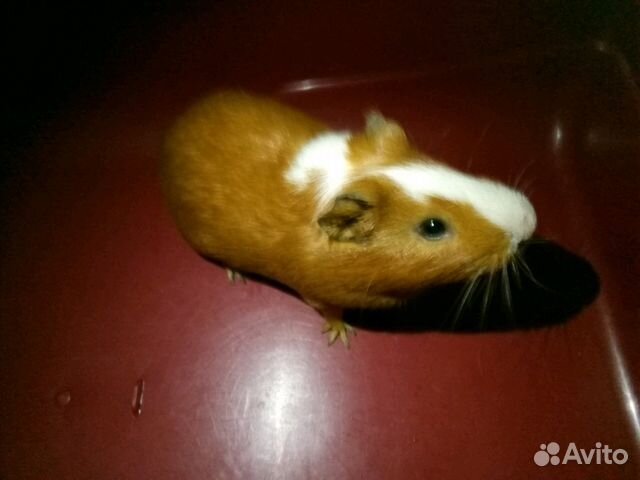 Морская свинка, рыже-белая, 11 месяцев