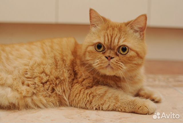 Отдам кота породы экзот