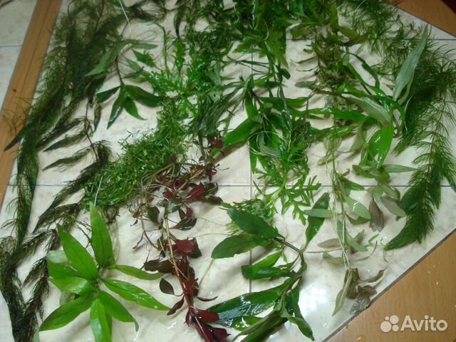 Излишки растений