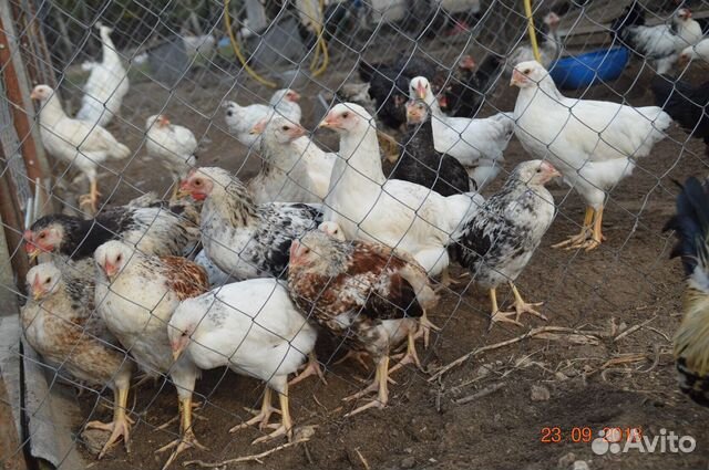 Индюки, Юрловские голосистые(Куры и петушки)