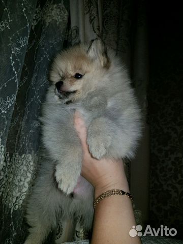 Шпиц Лисичка