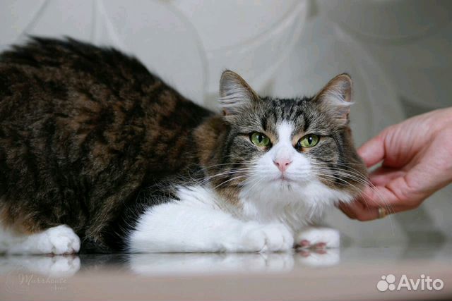 Асенька, нежная девочка