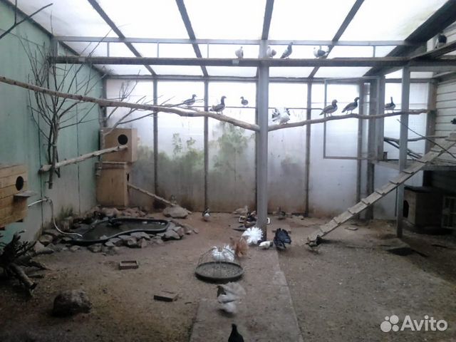 Декоративные утки