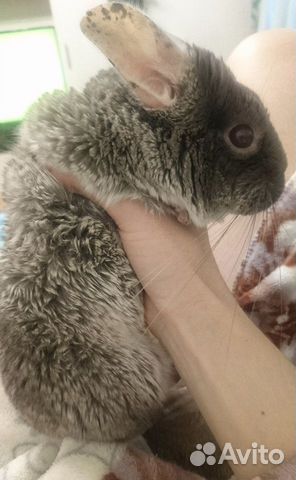 Продам шиншиллу мальчик