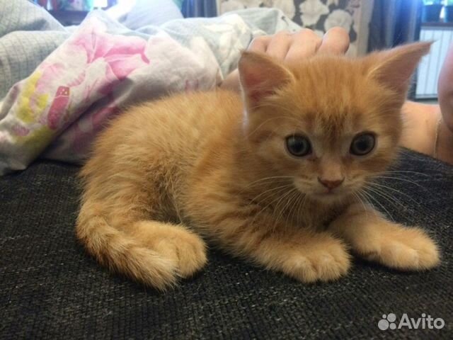 Британский