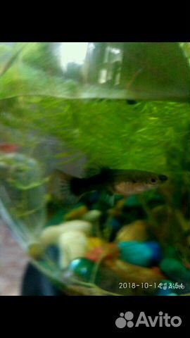 Подросшие мальки гуппи