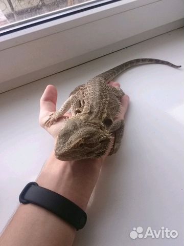 Бородатая Агама