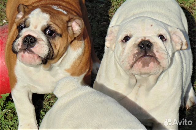 Английские бульдоги