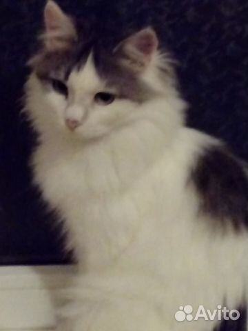 Мурзик-ласковый котик ждёт свою семью