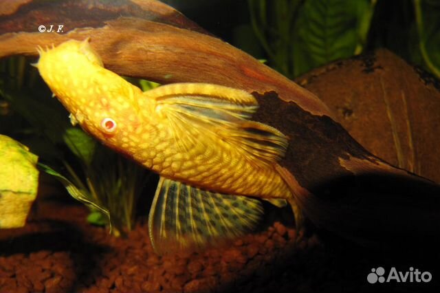 Золотой анциструс