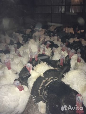 Продаются индюки домашние на мясо