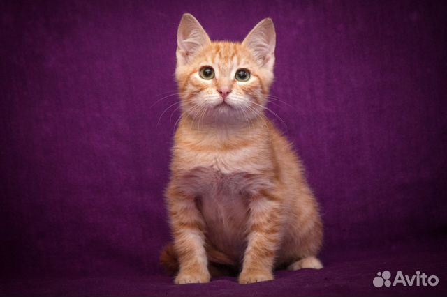 Рыжий котенок в добрые руки