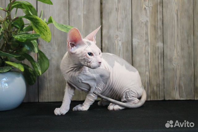 Очень ласковые детки)