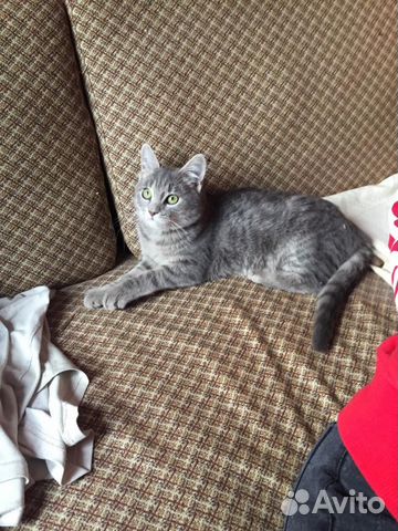 Зеленоглазая котёнка в добрые руки