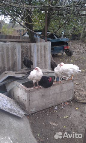 Цыплята утки