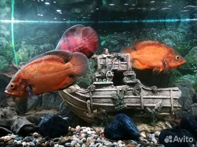 Астронотус