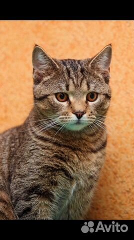 Оскар в поисках дома