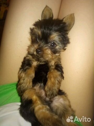 Йоркширский терьер "Чарли"