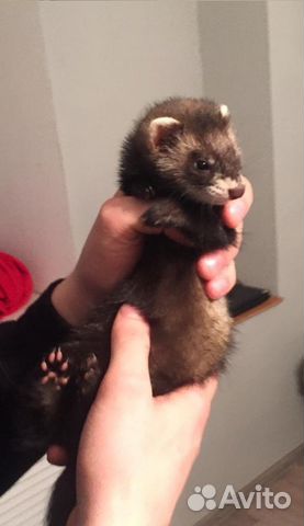 Хорек девочка