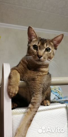 Абиссинский котик