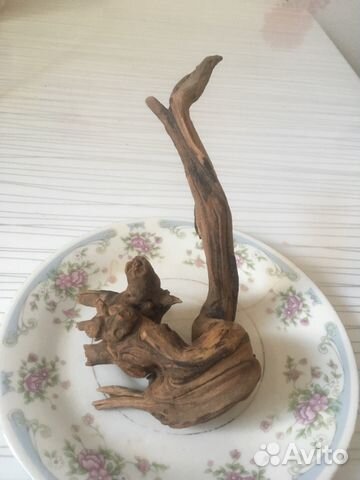 Коряга мангровая