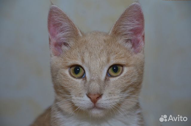 Оооочень красивый котик