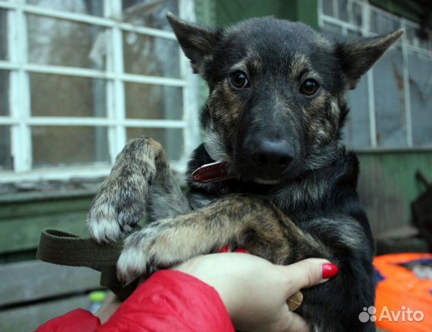 Щенок с красивыми ушами - Кузя ищет дом