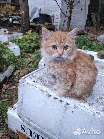 Маленькая пятимесячная кошечка