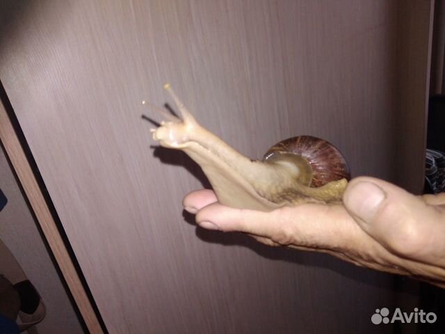 Отдам улиток ахатин взрослых бесплатно