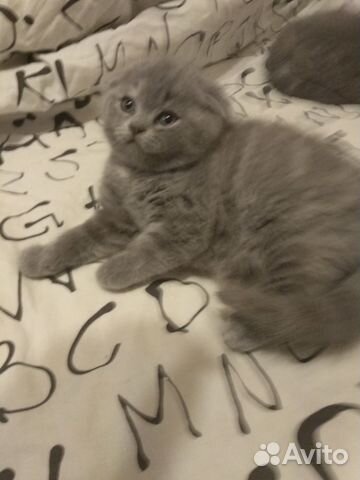 Шотландская кошечка