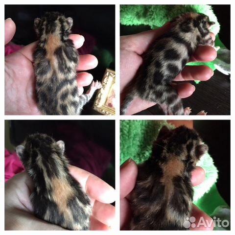 Мальчики и Девочка резерв