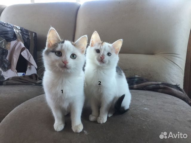 Метисы Турецкий ван