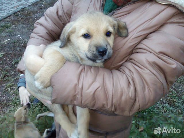 Щенки большой белой собаки