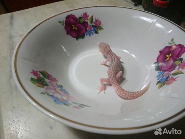 Эублефары на продажу