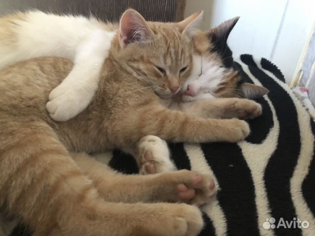 Котёнок