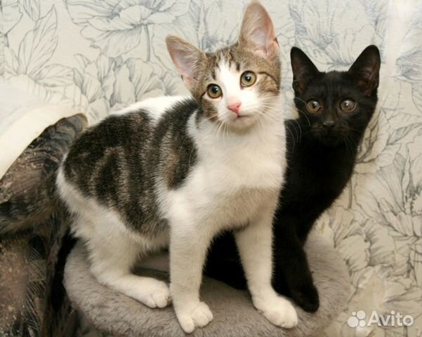 Любознательная котенок-девочка, 6 месяцев