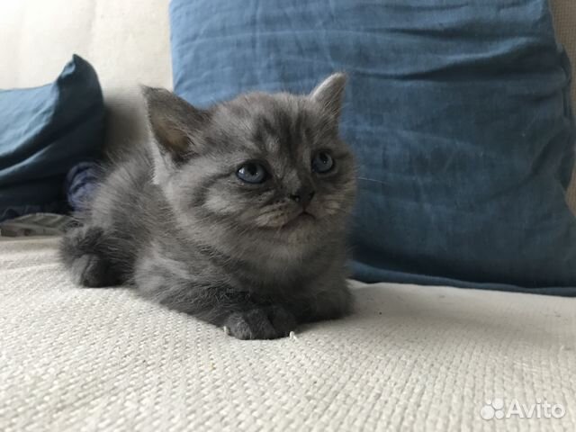 Скоттиш фолд ищет хозяев