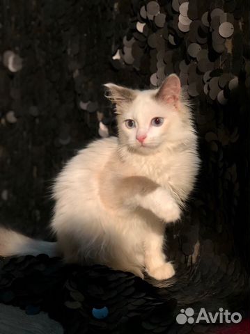 Розовый Котенок девочка Мика