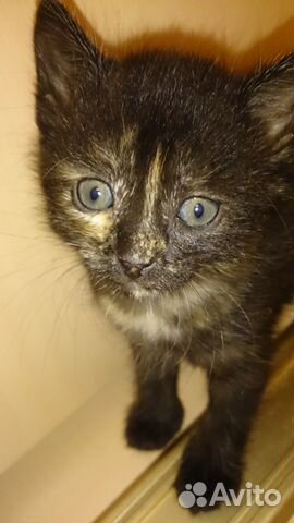 Котята от сибирской кошки