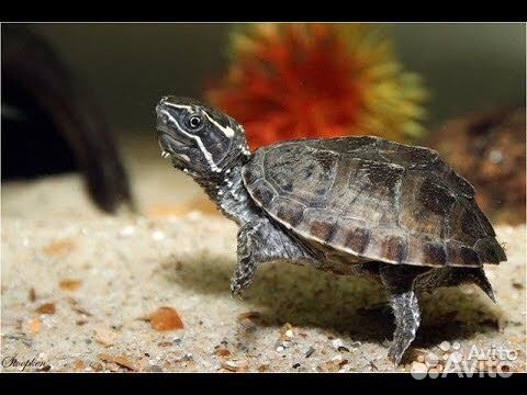 Черепаха мускусная
